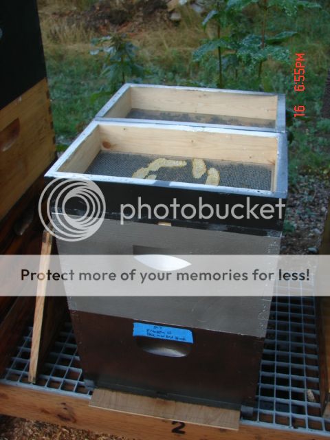How I plan on overwintering 40 mating nucs on mini frames | Beesource Beekeeping Forums